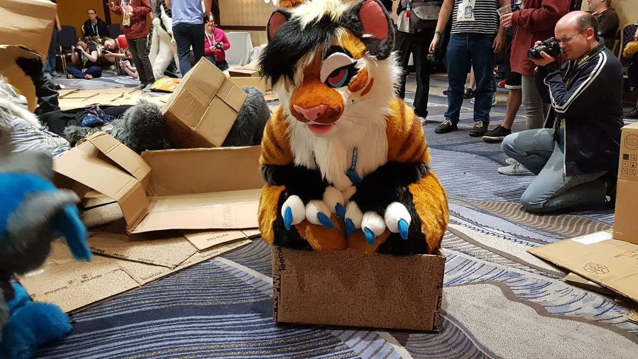 Cats In Boxes at ConFuzzled 2019 in Birmingham - YouTube