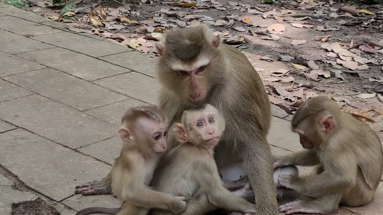OMG! CUTE MONKEY WANT TO BIG BIG BOOM BABY MONKEY #64 - YouTube