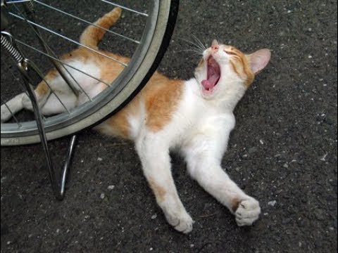 TRAGIC STORY! ll Boy Runs Over Cat With A Bicycle ll MUST WATCH - YouTube