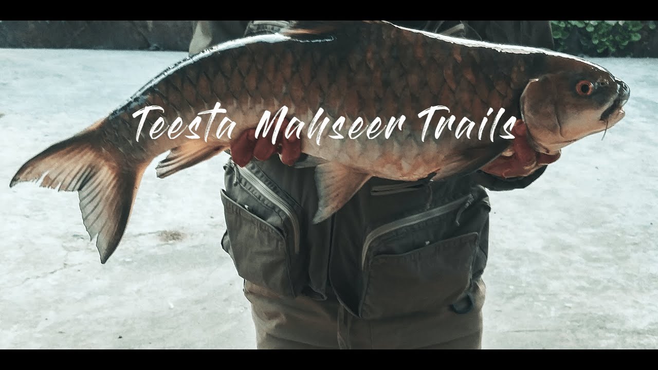 Got my biggest Copper Mahseer so far, on a ugly stik elite 6ft! Fishing ...