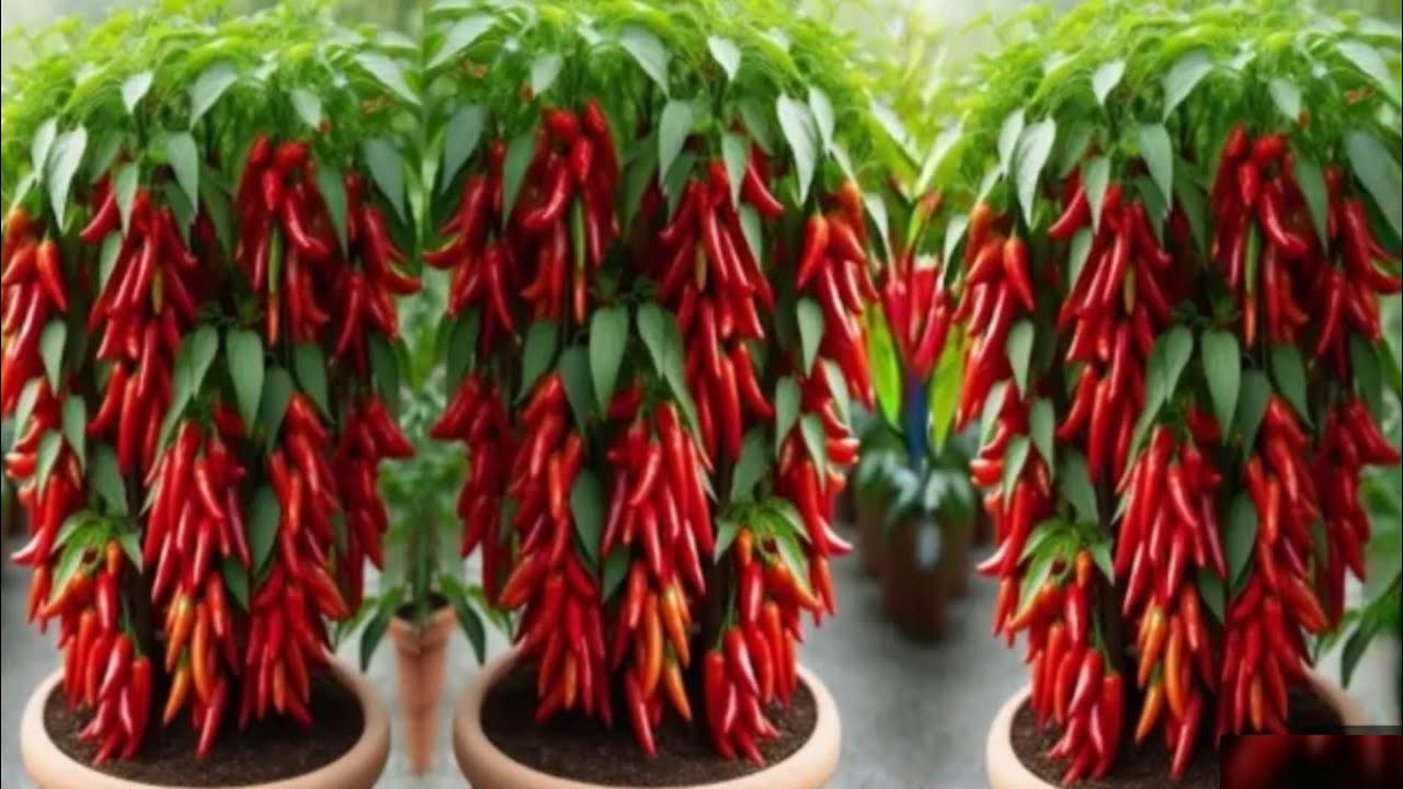 How to Grow Chilli Tree from Cutting | To Grow in plastic bottles to ...