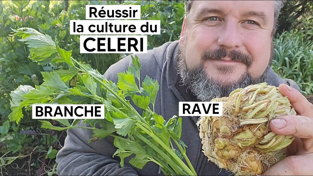 Comment cultiver le CELERI RAVE ou le CELERI BRANCHE 『TUTO』 - YouTube
