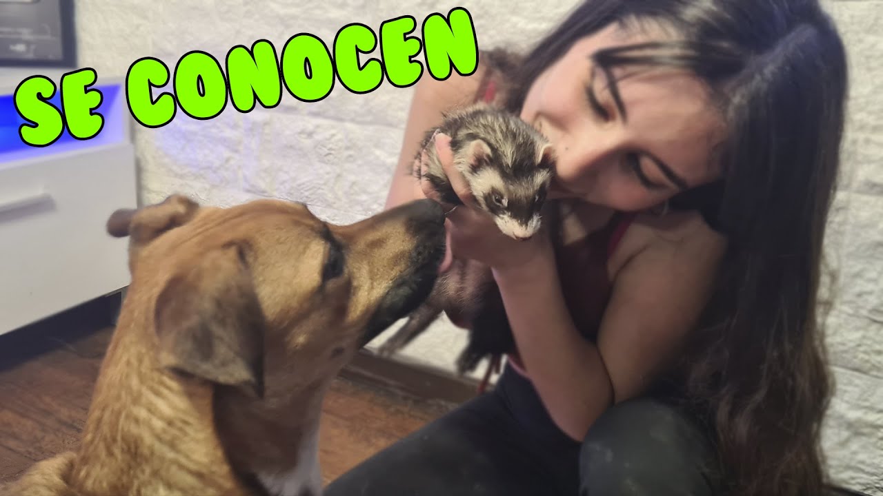 LA BEBÉ DE LYNA Y MI BEBÉ SE CONOCEN POR PRIMERA VEZ - YouTube