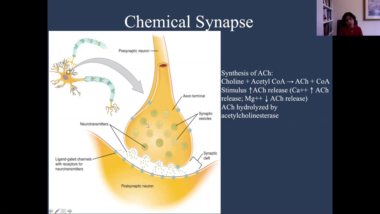 Neurophsiology Part 3 Conduction of an Action Potential, a Synapse and ...