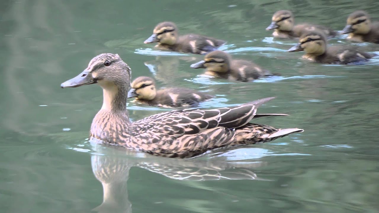 Nikon Coolpix P600 video sample 1 - YouTube