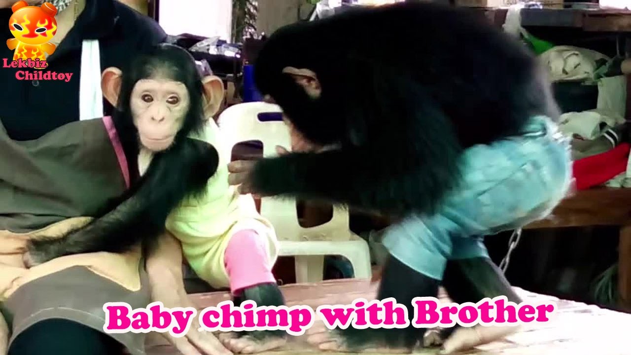 To See...Baby Chimp play with Brother - YouTube
