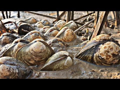 Amazing! Fishing Day! a man caught a lot of bigest mud clams in flowing ...