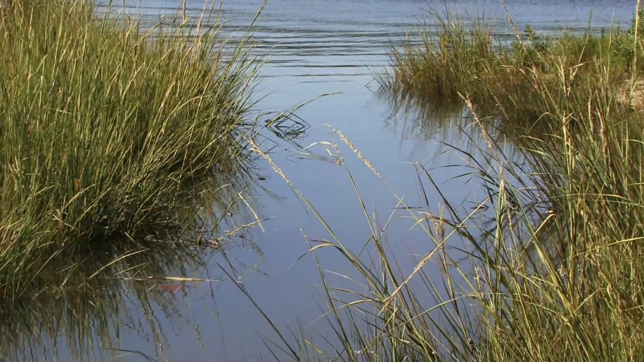 Video Of Wetlands Creative Commons Video 4k HD Quality - YouTube