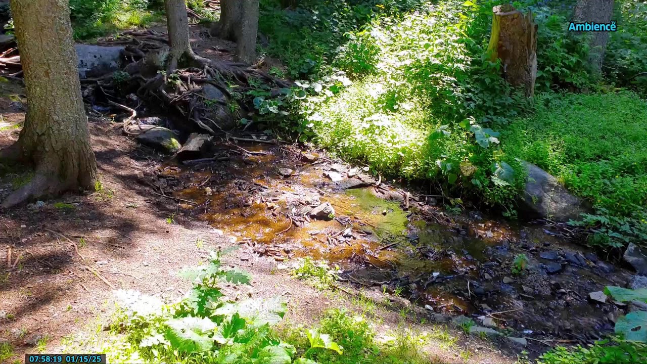 In Harmony with Pure Nature: Contemplation for Consciousness and the ...