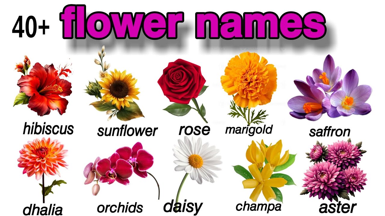 flower names|flowers|flowers name with picture |flower name spellings ...