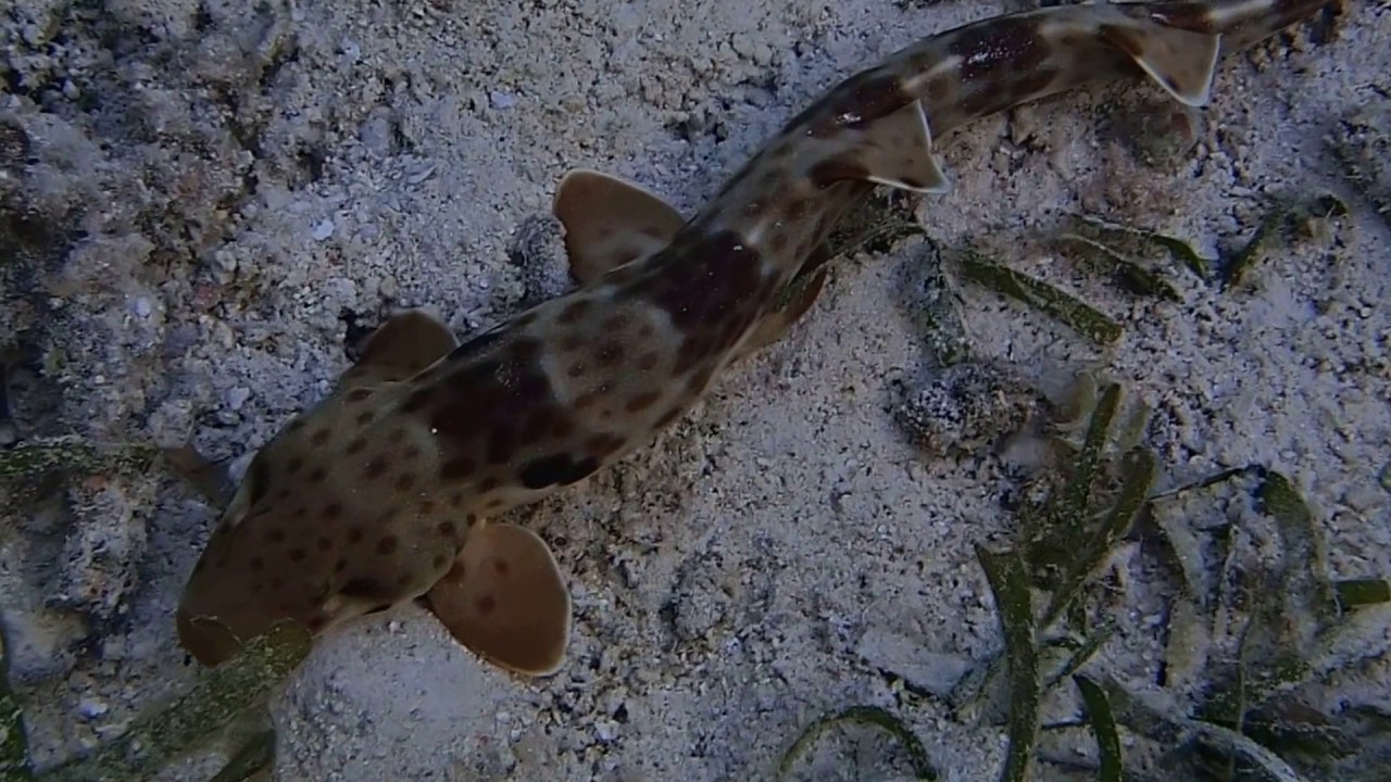 Epaulette (the walking shark) - YouTube
