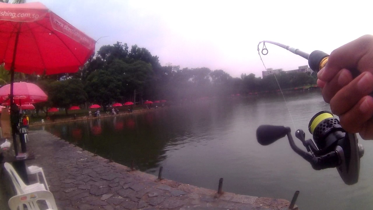 DBest Pasir Ris Fishing Pond 14 January 2017 - Hostile Takeover of Dad ...