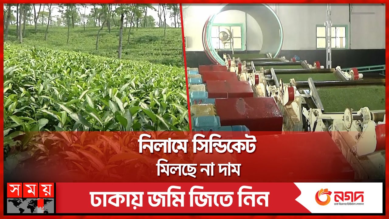চা শিল্পে অশনি সংকেত, একের পর এক বাগান বন্ধ | Sylhet Tea Garden | Tea ...