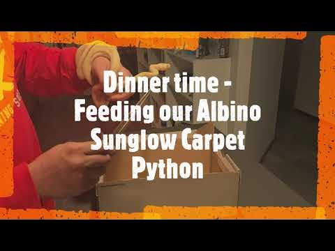 Feeding our Albino Sunglow Carpet Python - Dinner time - YouTube