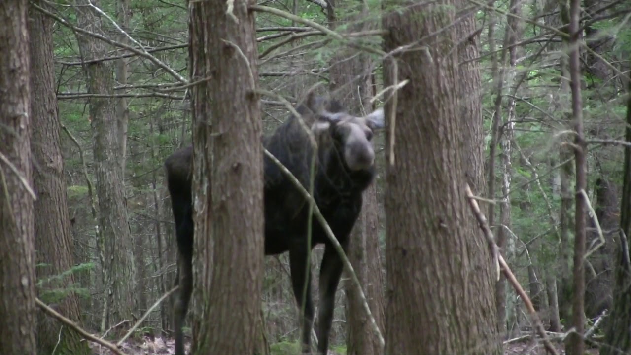 2017 NH Bull Moose shedding velvet - YouTube