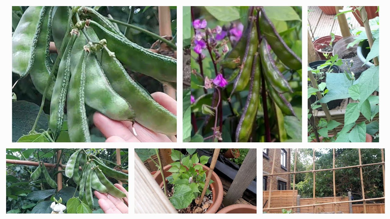How to make trellis for hayatin beans/shim plants/#gardening # ...