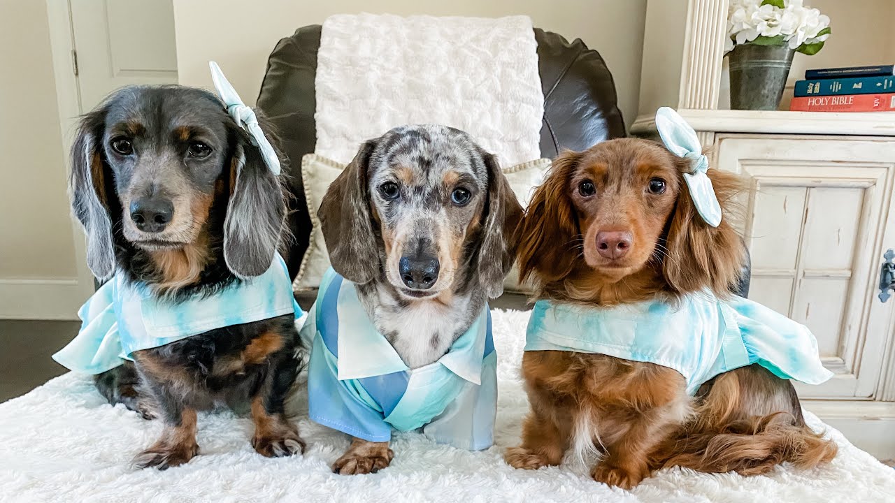 A glimpse into our early morning routine with 3 Mini Doxies. ️ ️ ️ ...