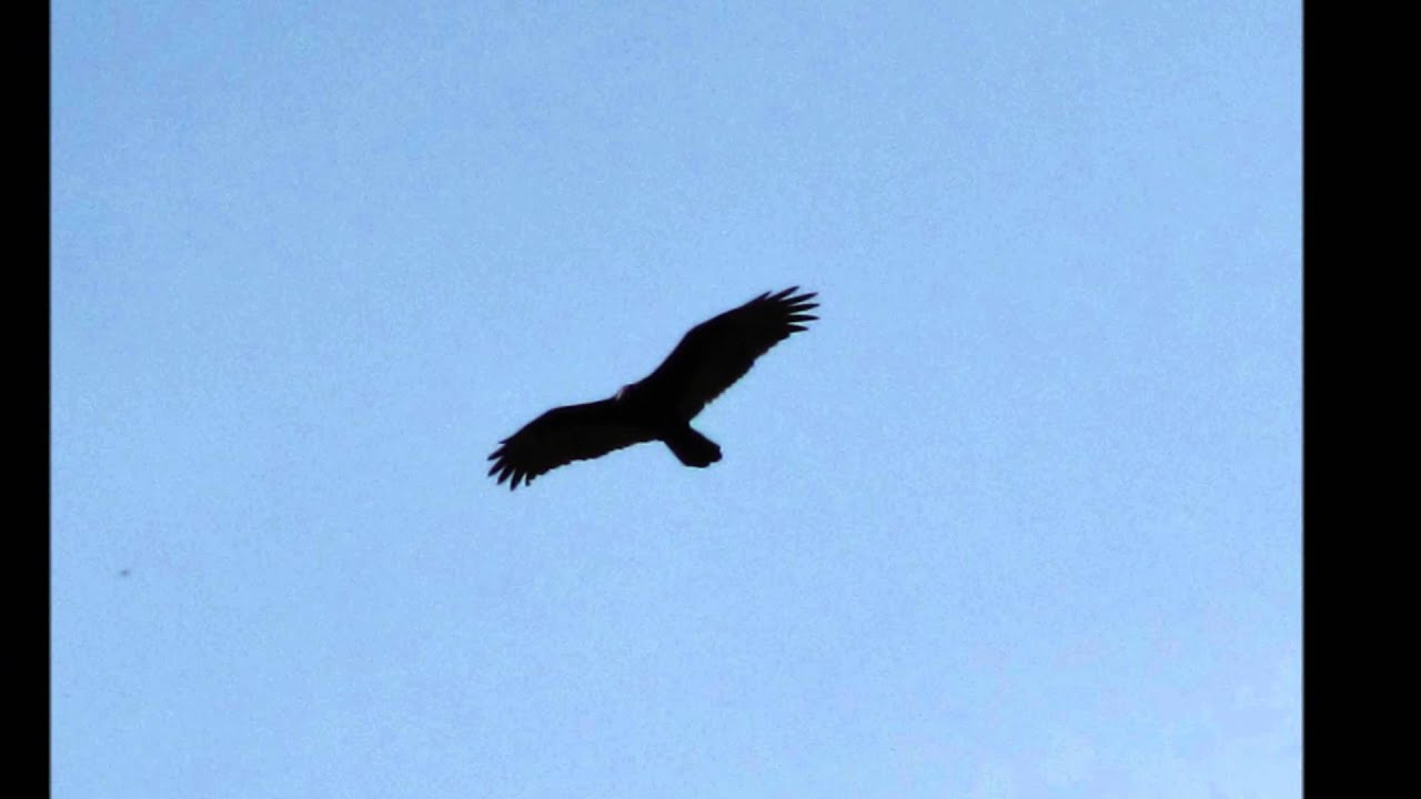 Big Birds Soaring High in Ontario - YouTube