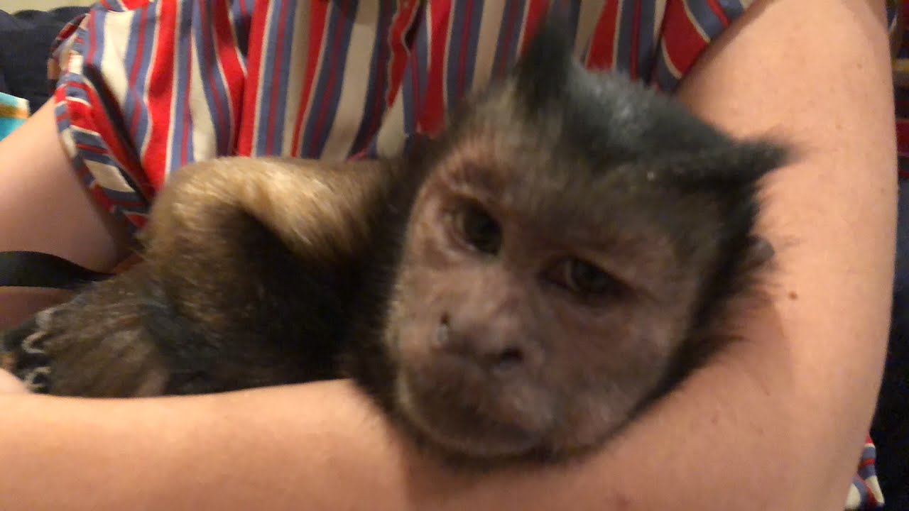 MonkeyBoo LIVE On IG and YouTube! - YouTube