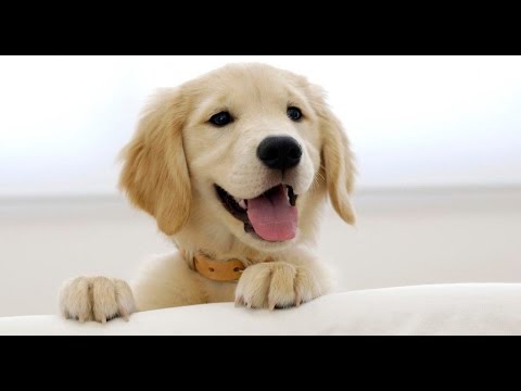 Phe Cachorrera - Slc Em Cachorreira (PereraDJ) (Áudio Oficial)