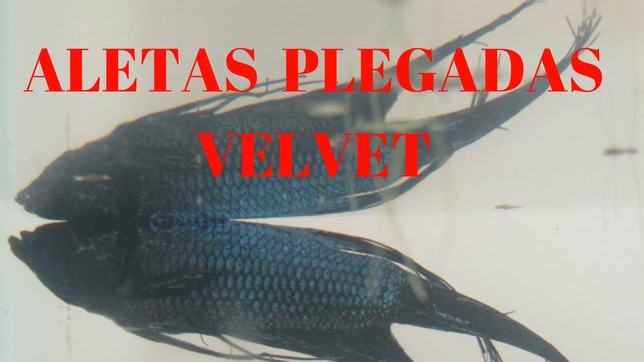 PEZ BETTA PLEGADO , ENFERMEDAD DE VELVET - YouTube