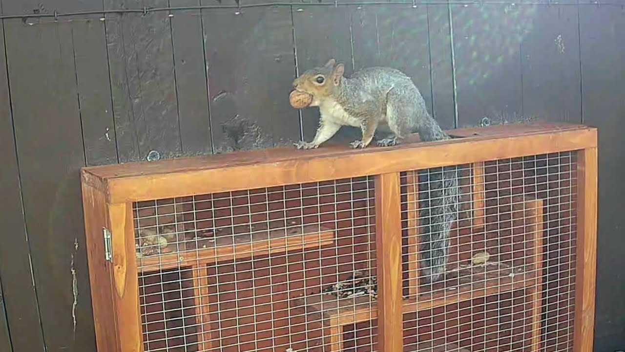 Cute Squirrels with Unique Strategies: Navigating the Maze to Collect Nuts for Winter - YouTube