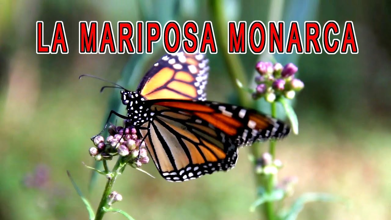 Viaje de "Mariposa Monarca" "migración de la Mariposa Monarca" "de ...