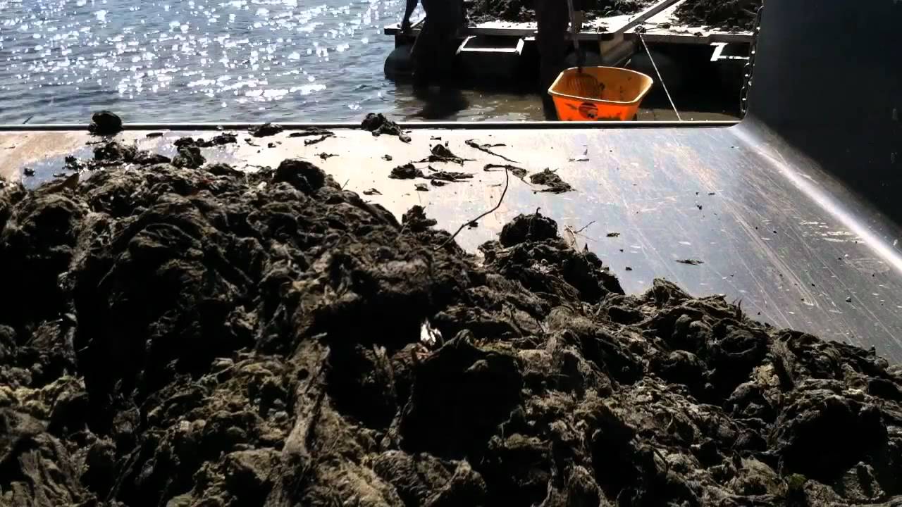 Lyngbya Time Lapse - YouTube