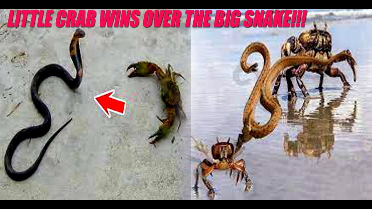 CRAB WINS OVER A SNAKE FIGHT - YouTube