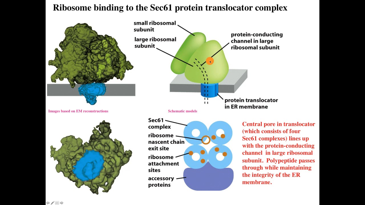 Intracellular Membranes Part 3 - YouTube