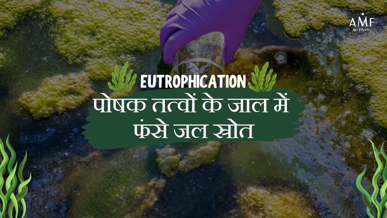 || Eutrophication: Excessive nutrients in water leading to algal blooms ...