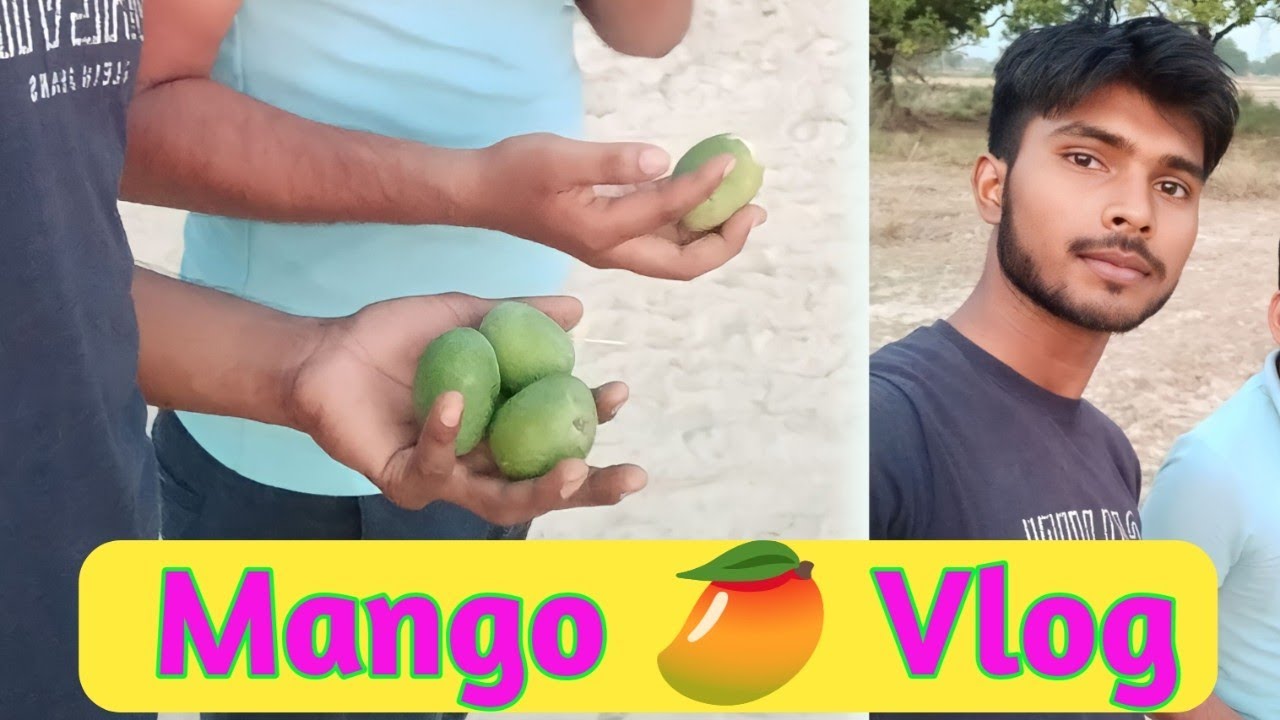 Mango 🥭 khane aya hun apne har ki taraf bhai . 🙏 kiska kiska favourite ...