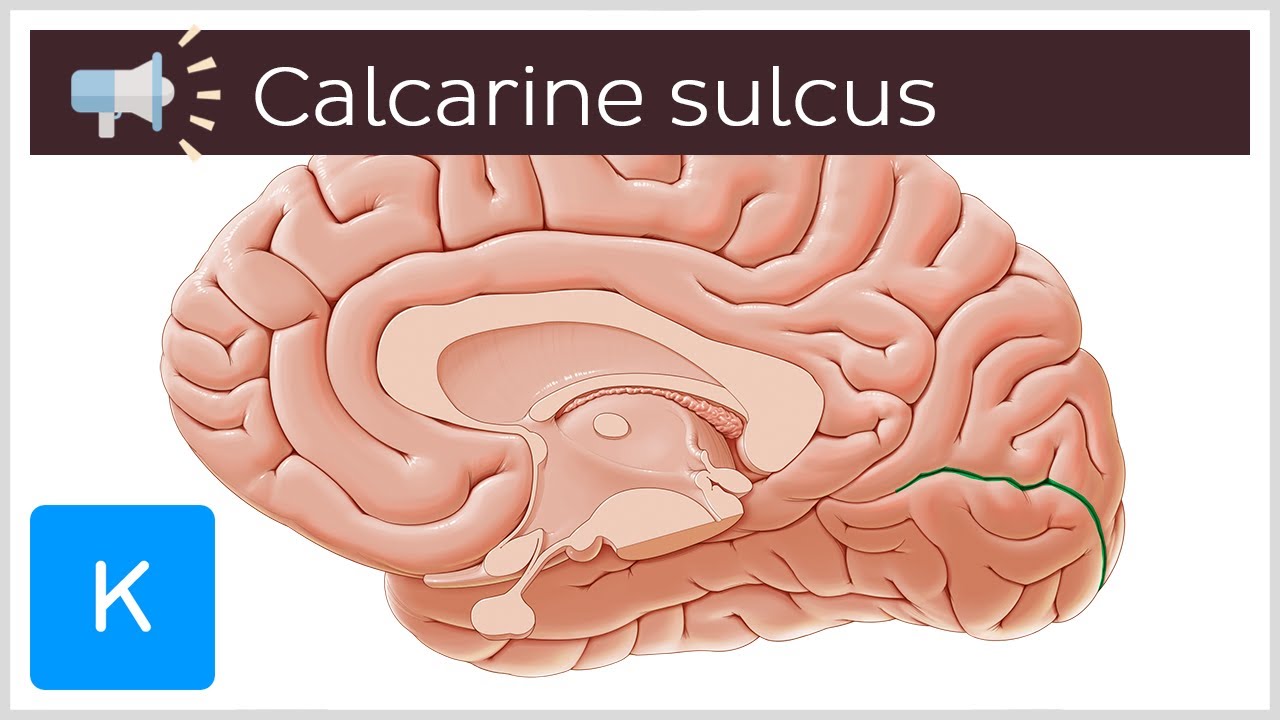 Calcarine Sulcus Cuneus Protocol – LONI Resource