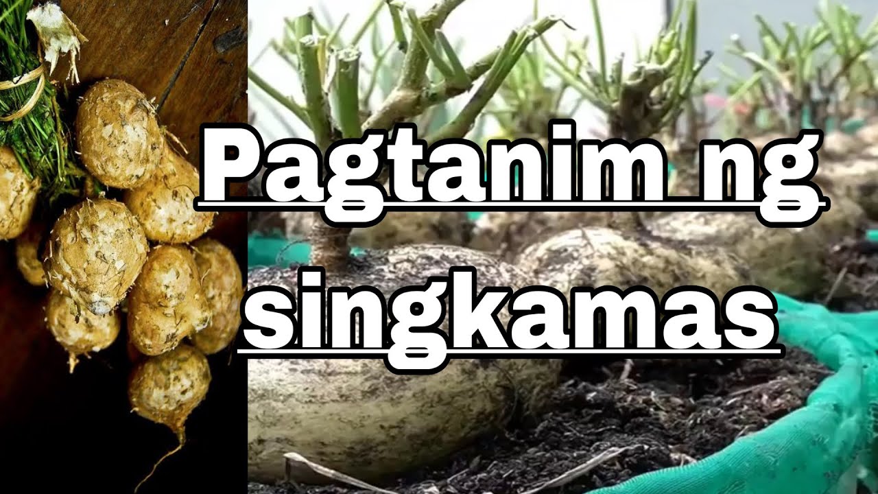Paano Magtanim ng singkamas - YouTube