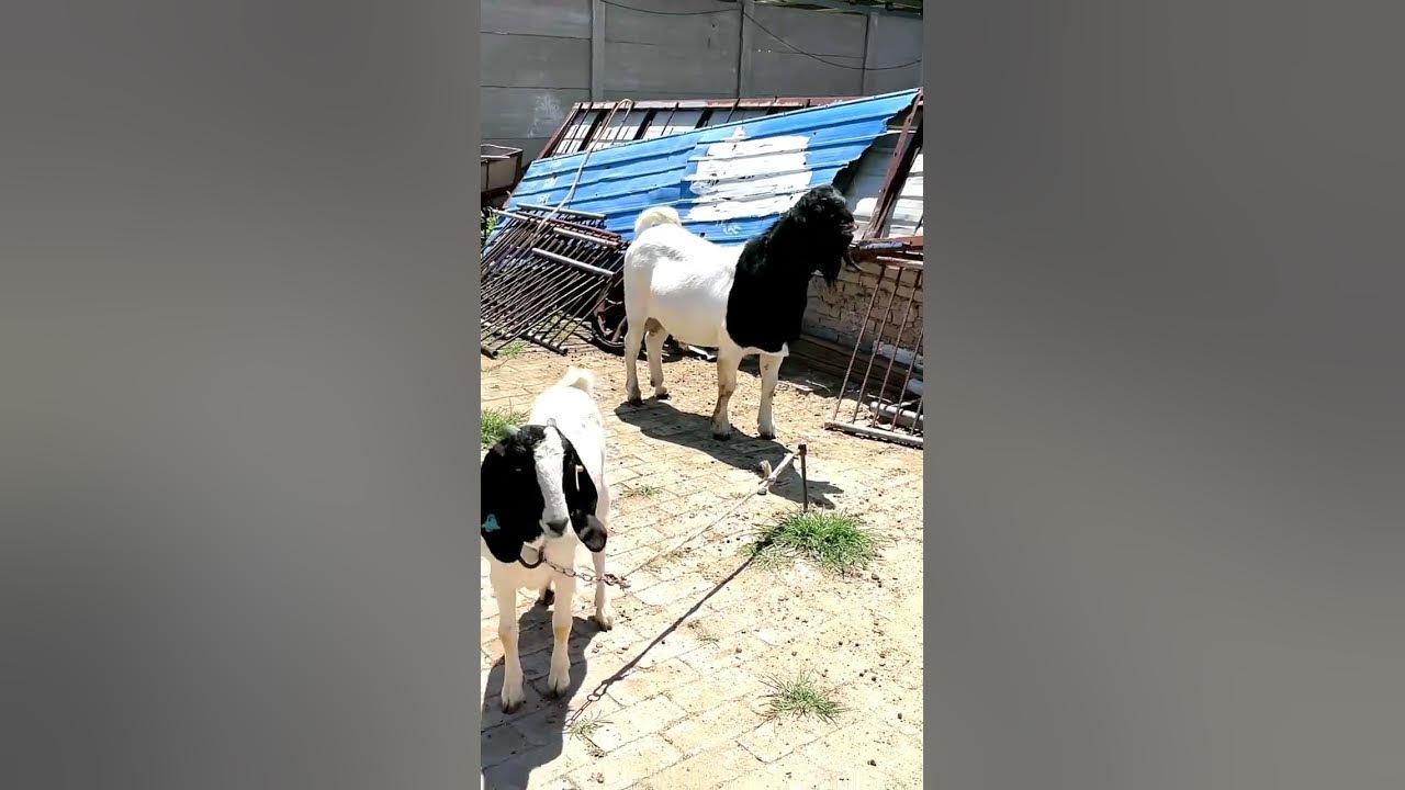 good enjoy short morning goats village life `277 - YouTube