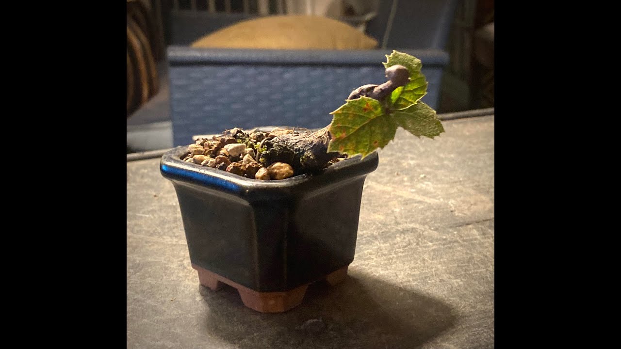 Patricia O'Connor, The Bonsai Balcony: Repot on collected Mame ...