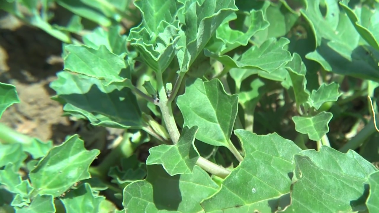 யானை நெருஞ்சி 'Yaanai Nerunji' - YouTube