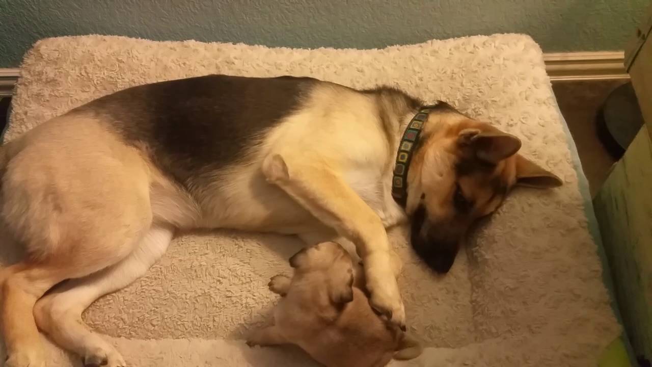 German Shepherd and Pug besties! - YouTube