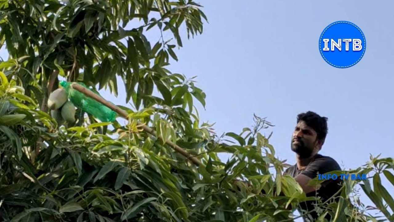 Mango picker with Plastic Bottle ( DIY fruit picker ) - YouTube