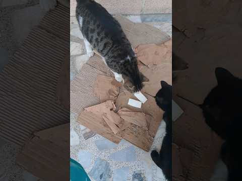 PEYNİRE BURUN KIVIRAN KEDİLER