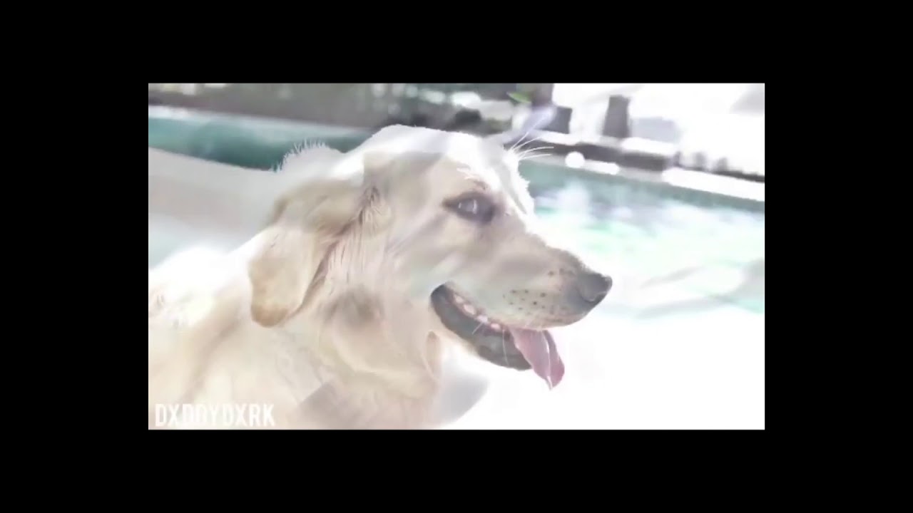 Dog Edits To Cure Anxiety And Make You Cry A Lil Bit - YouTube