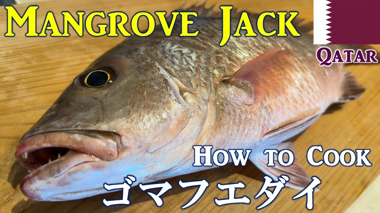 Mangrove Jack Red Snapper: Delicious Fish in Qatar - YouTube