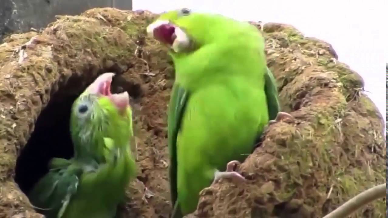 Loro bailando electronica - YouTube