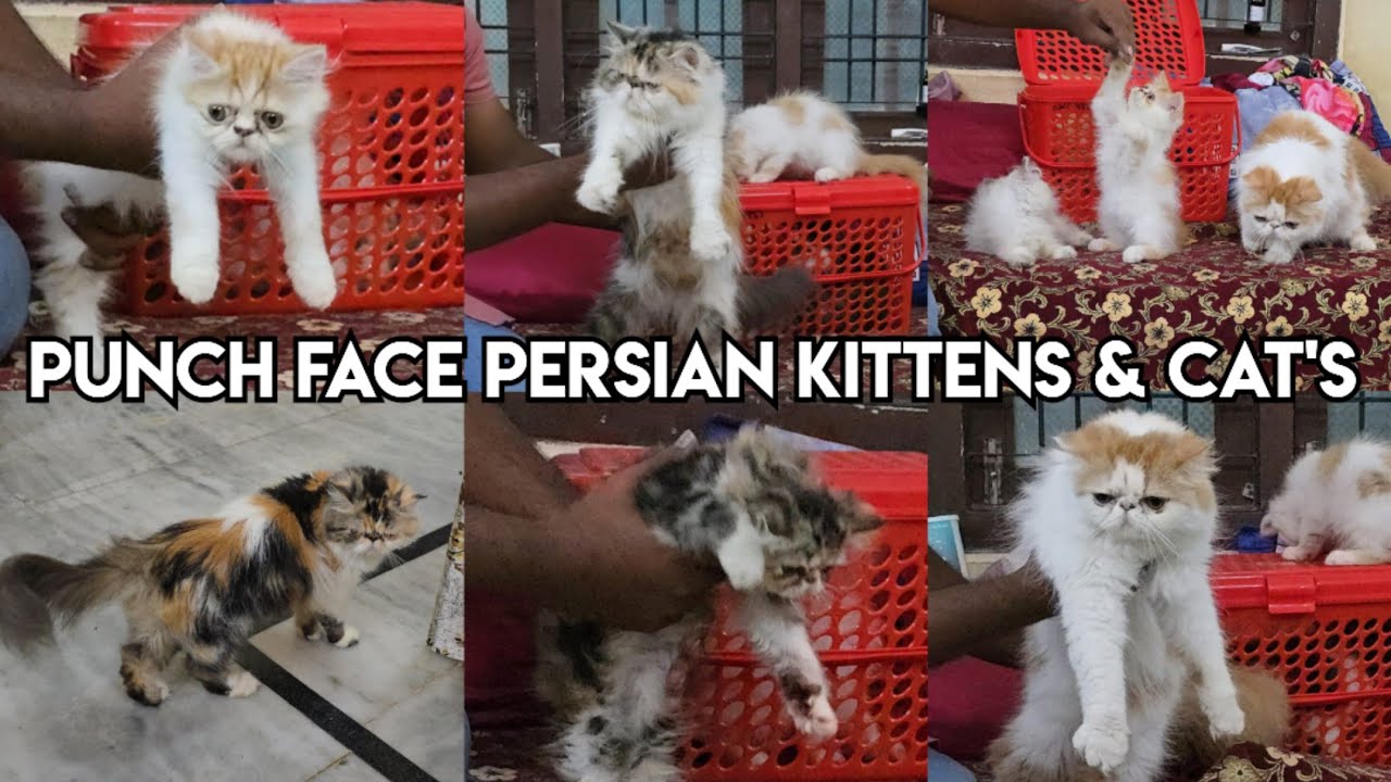 Punch face Persian kittens & cat's available in Hyderabad Talabkatta ...
