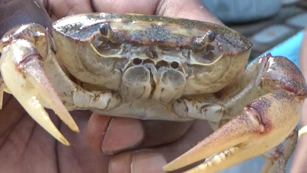 River Fresh Crab Fry Recipe | Nattu Nandu Varuval | சுவையான வயல் நண்டு ...