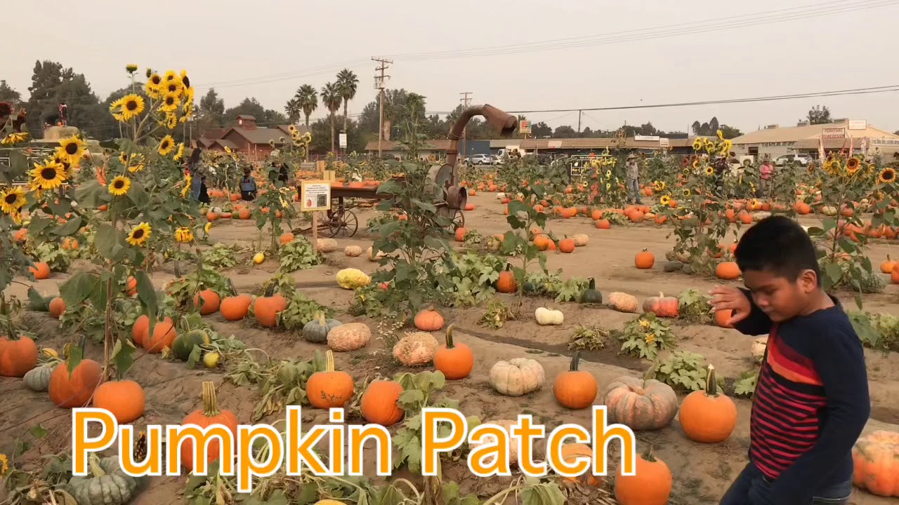Pumpkin patch 2020 - YouTube