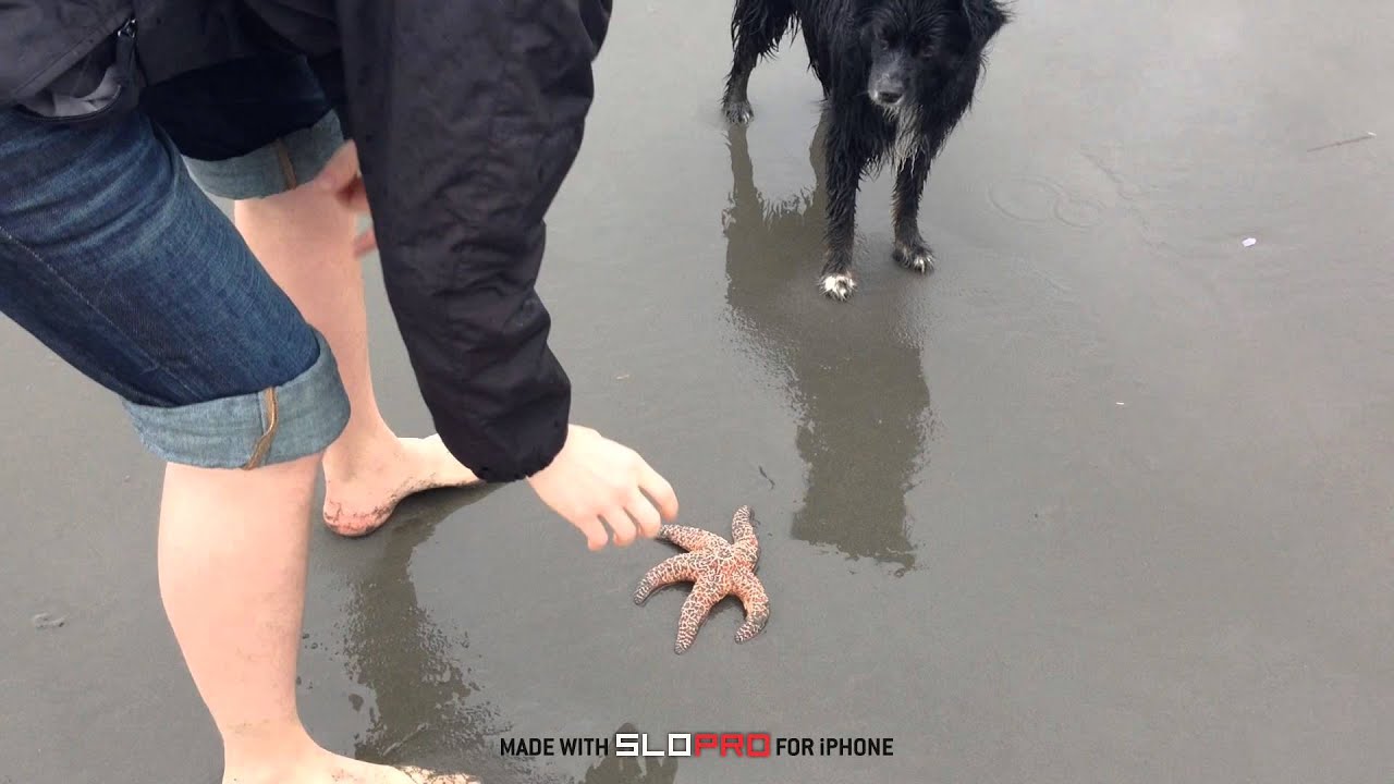 Creepy Starfish - YouTube