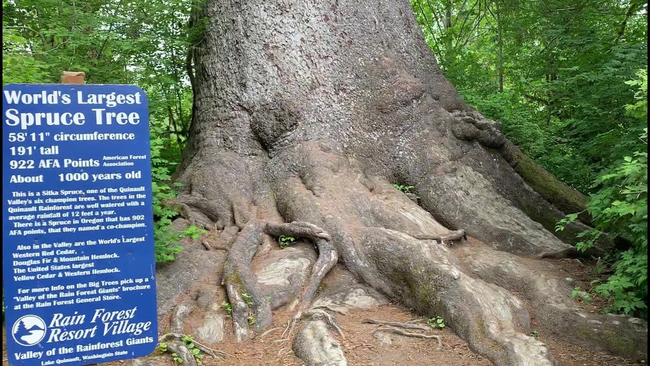 world largest tree in the world | Sitka Spruce | World Largest Sitka ...