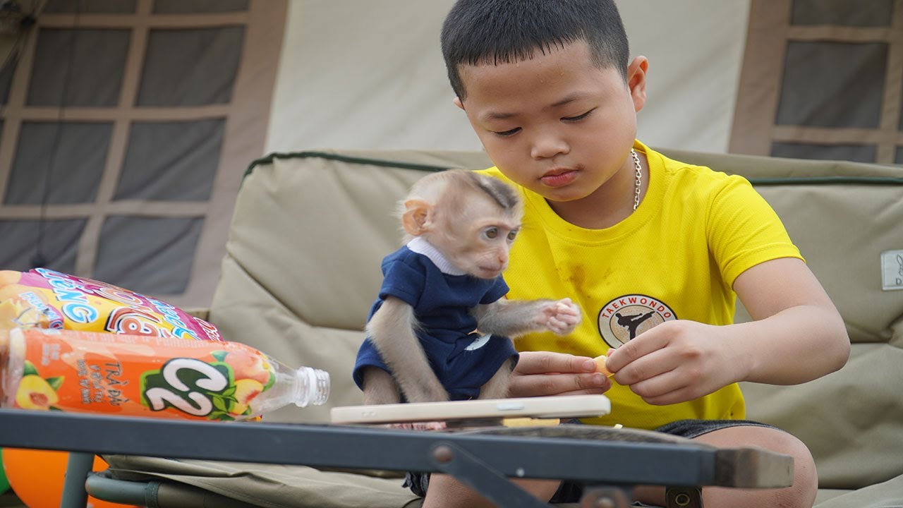 Monkey Tini Plays In The Park And Eats Delicious Bim Bim | Tini Monkey ...