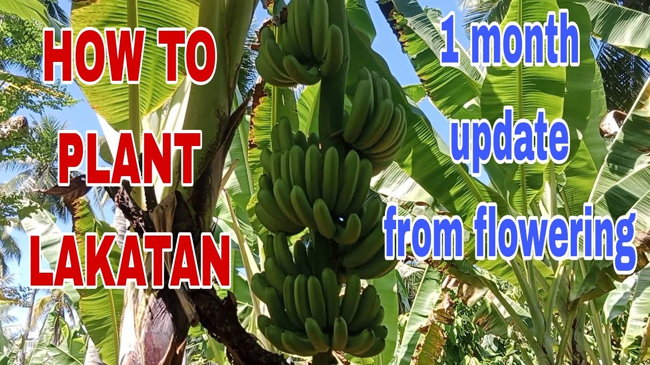 HOW TO PLANT LAKATAN AREA 1 3X3 PLANTING DISTANCE UPDATE. - YouTube